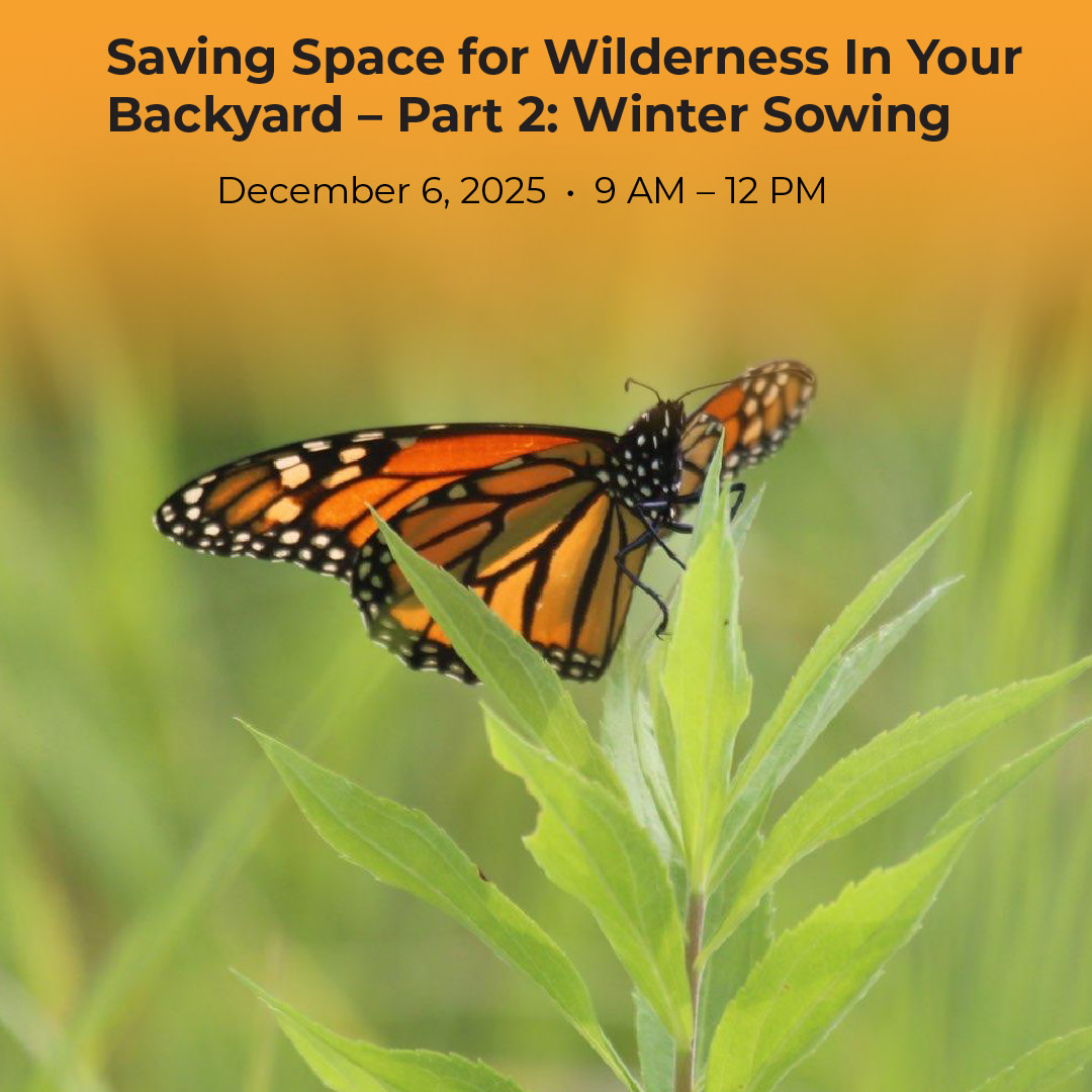 Saving Space for Wildness in your Yard – Part 2: Winter Sowing ...