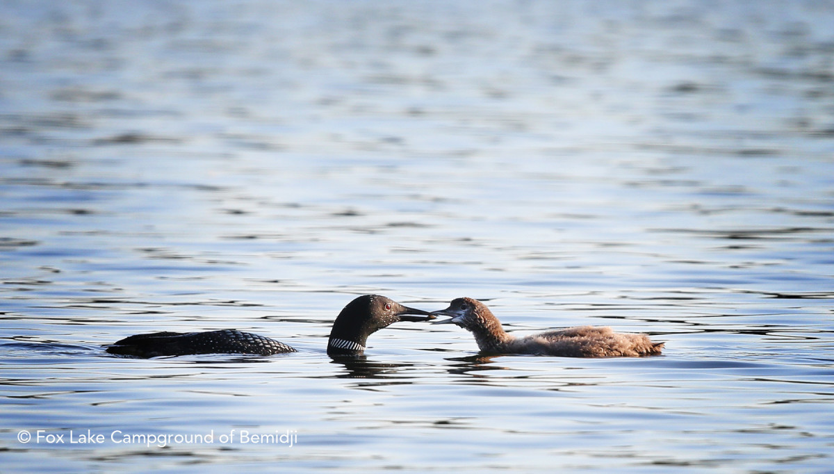 Fox Lake Campground of Bemidji | Explore Minnesota
