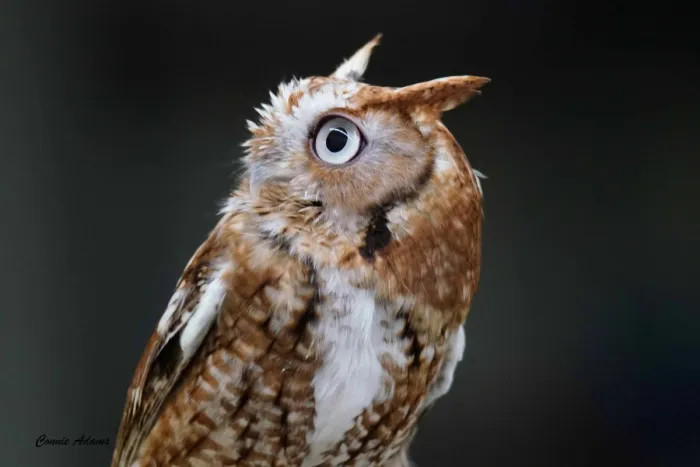 International Owl Center | Explore Minnesota