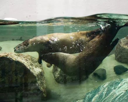 Pine Grove Zoo | Explore Minnesota