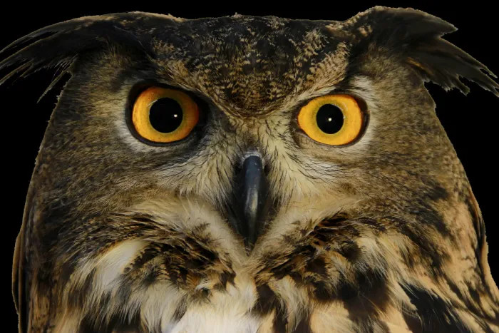 International Owl Center | Explore Minnesota