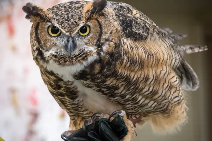 International Owl Center | Explore Minnesota