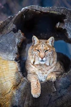 Pine Grove Zoo | Explore Minnesota