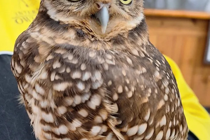 International Owl Center | Explore Minnesota
