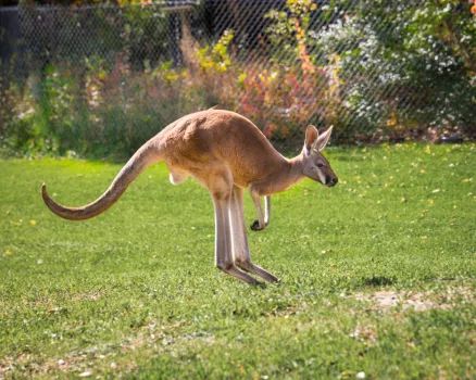 Pine Grove Zoo | Explore Minnesota