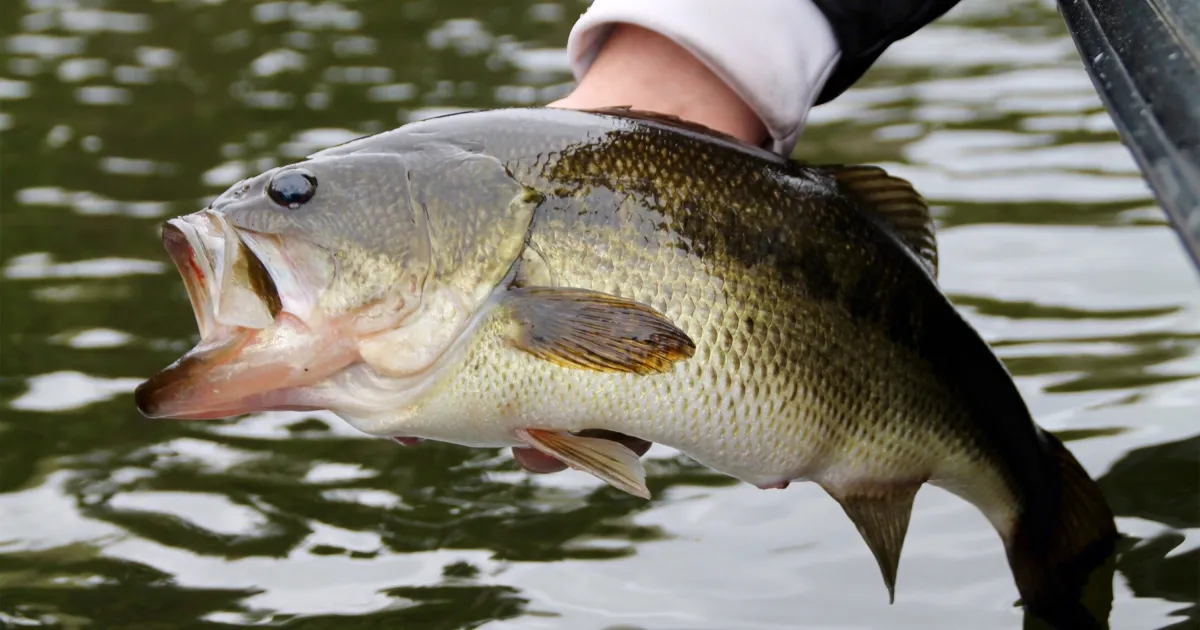 Where to Go Bass Fishing in Minnesota | Explore Minnesota
