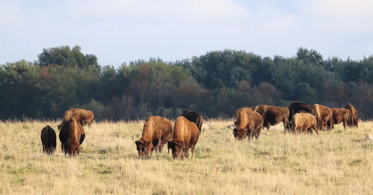 Where to See Bison in Minnesota | Explore Minnesota