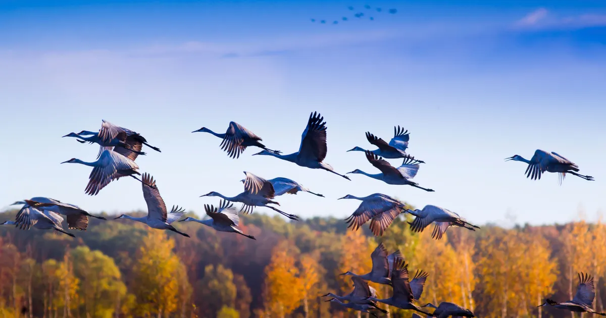 6 Hot Spots for Watching the Fall Bird Migration | Explore Minnesota