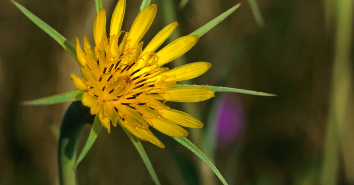 Where to See Minnesota's Native Tallgrass Prairie | Explore Minnesota