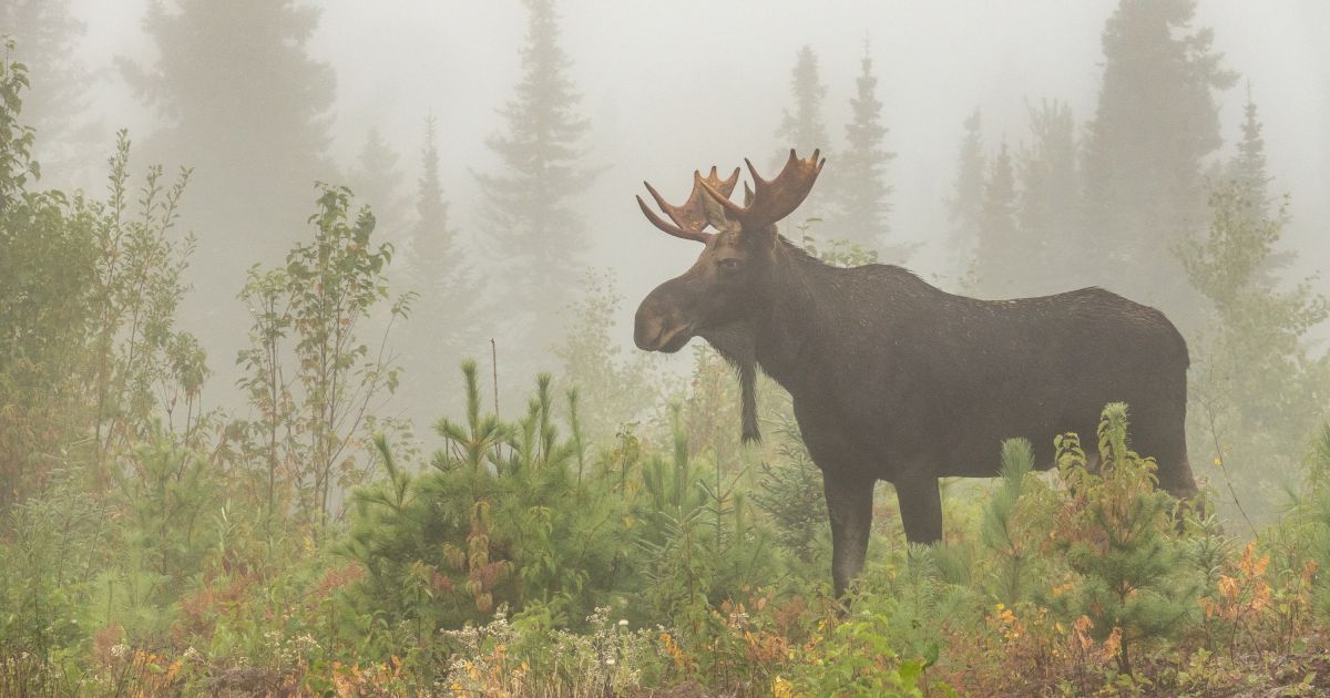 Birding & Wildlife Viewing | Explore Minnesota
