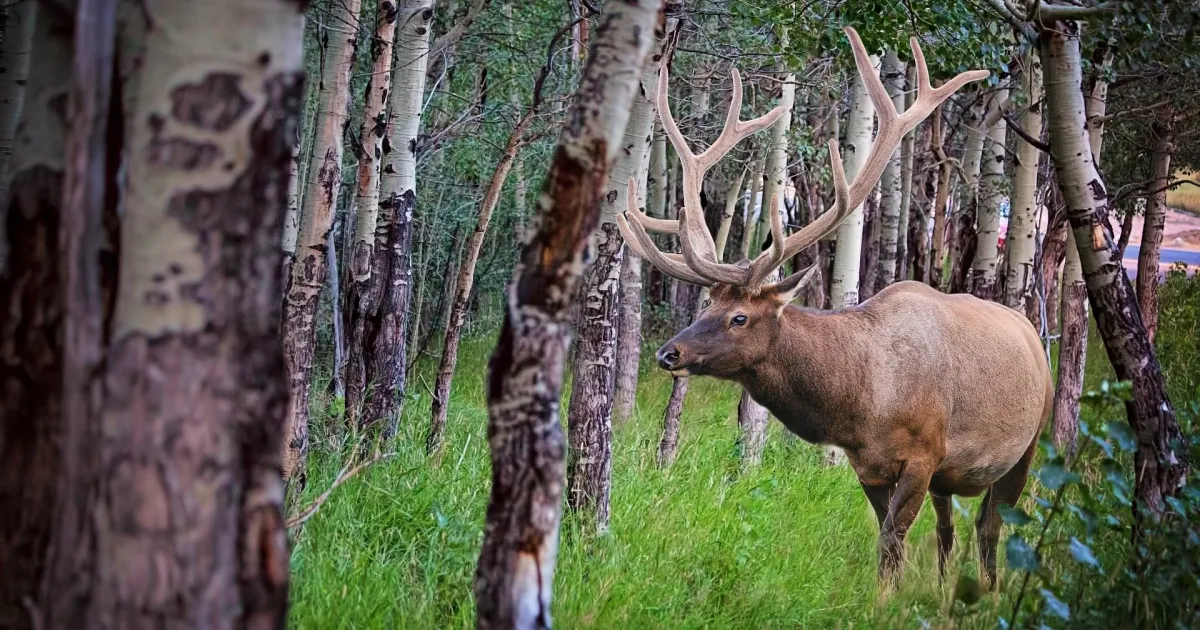 Head North to See Breathtaking Elk Herds | Explore Minnesota