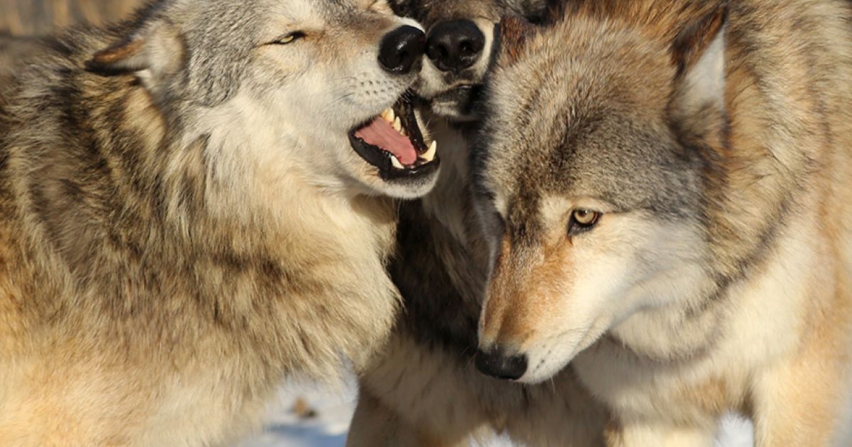 Wildlife Science Center | Explore Minnesota