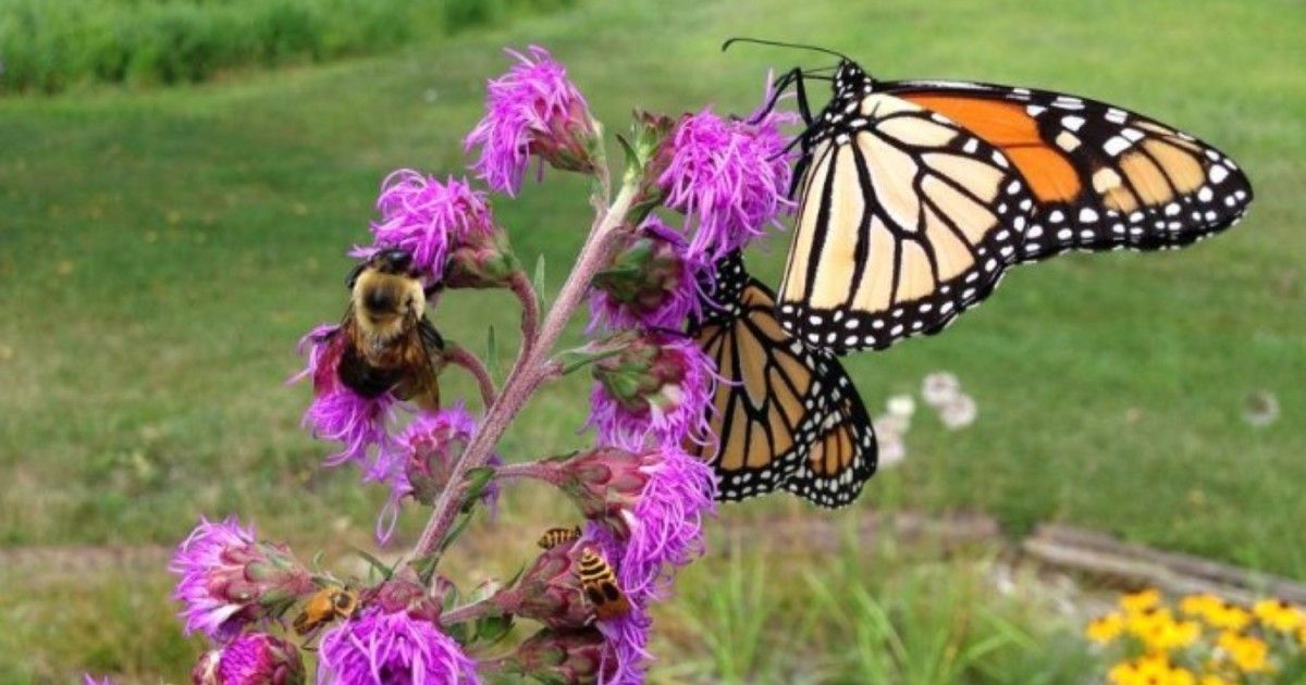 Albert Lea Audubon Society Preserve | Explore Minnesota