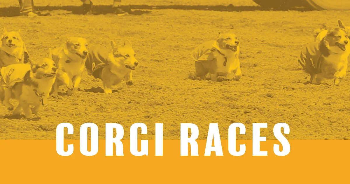 Corgi Races | Explore Minnesota
