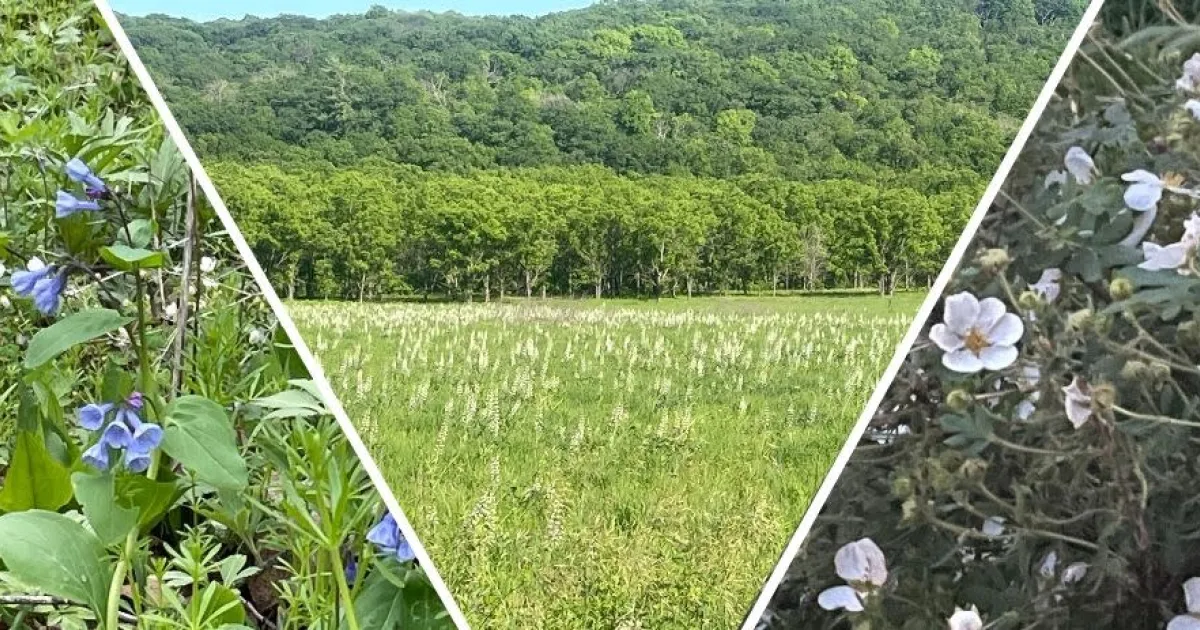 Restored Prairie Hike | Explore Minnesota