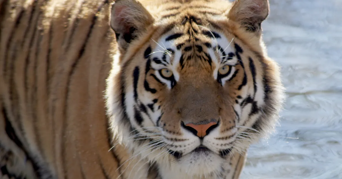 Pine Grove Zoo | Explore Minnesota