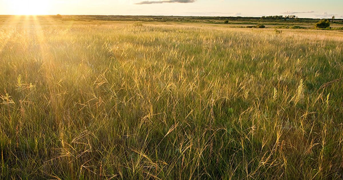 Bluestem Prairie SNA | Explore Minnesota