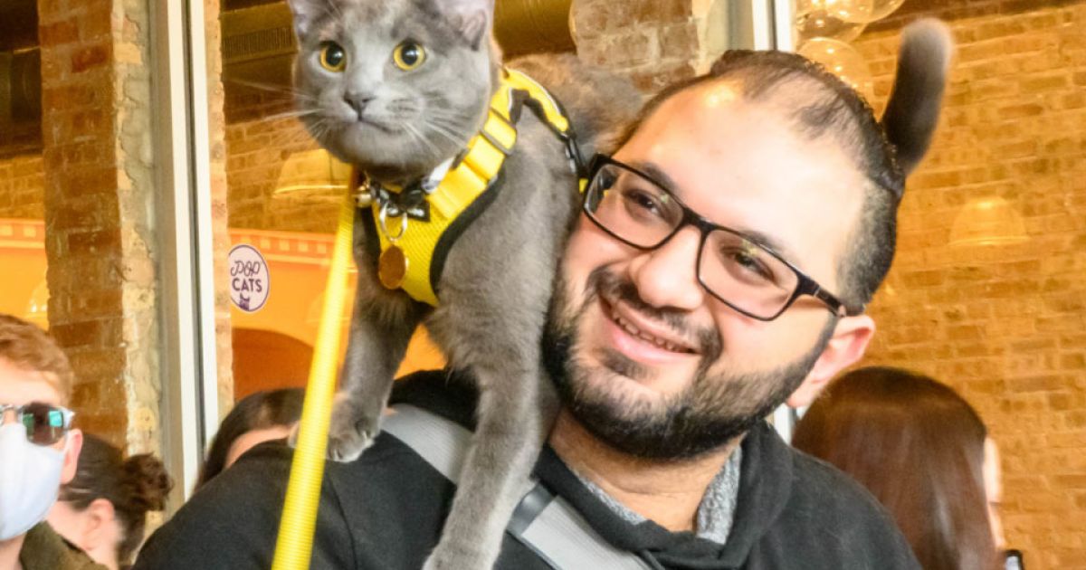 POP Cats Twin Cities | Explore Minnesota