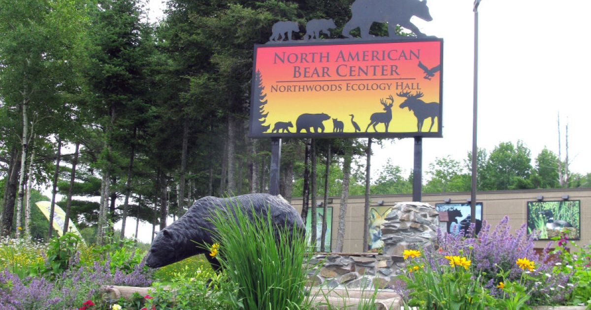 North American Bear Center | Explore Minnesota