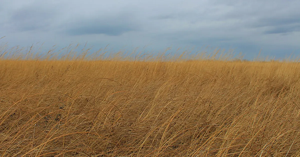 Felton Prairie SNA | Explore Minnesota