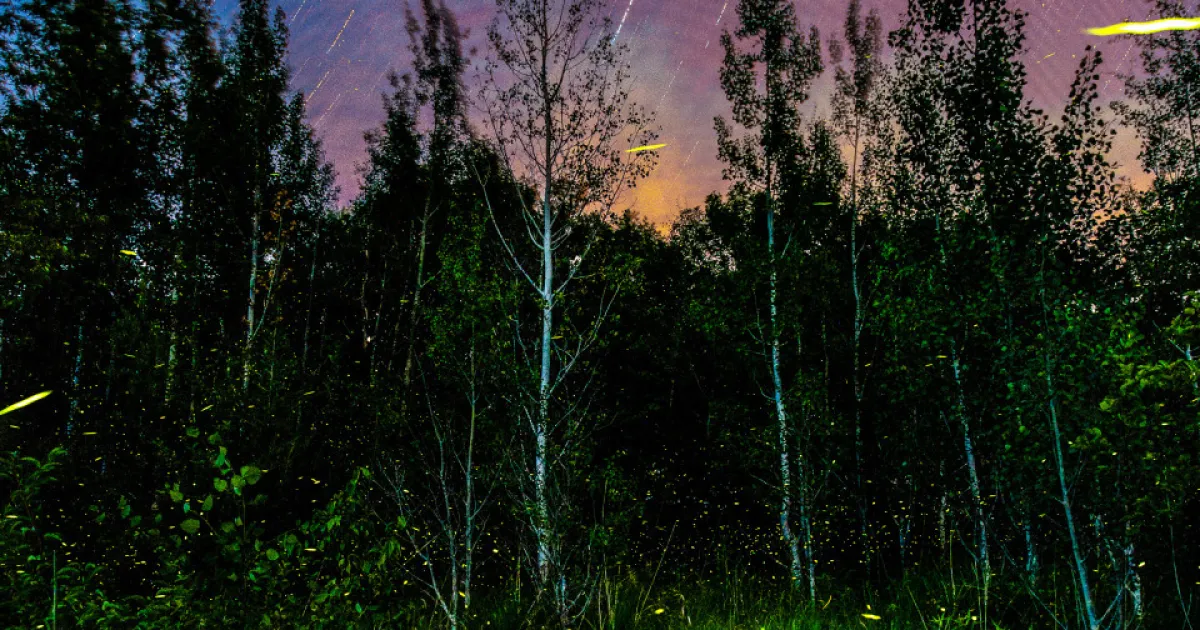 Firefly Viewing Nights | Explore Minnesota