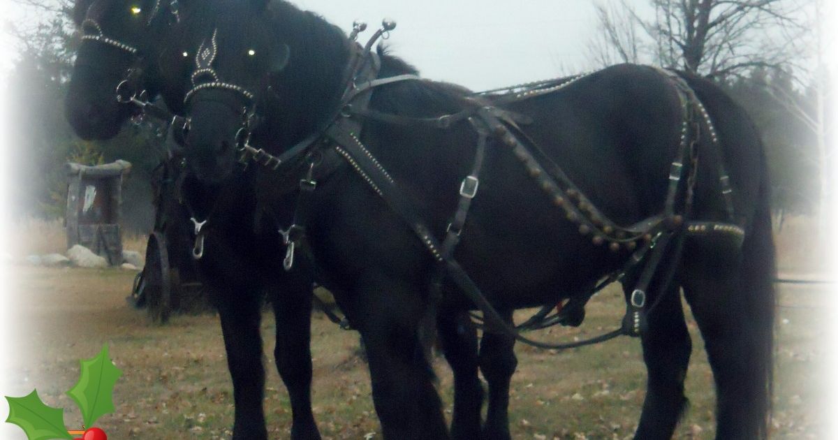 Pine River Riding Stable | Explore Minnesota