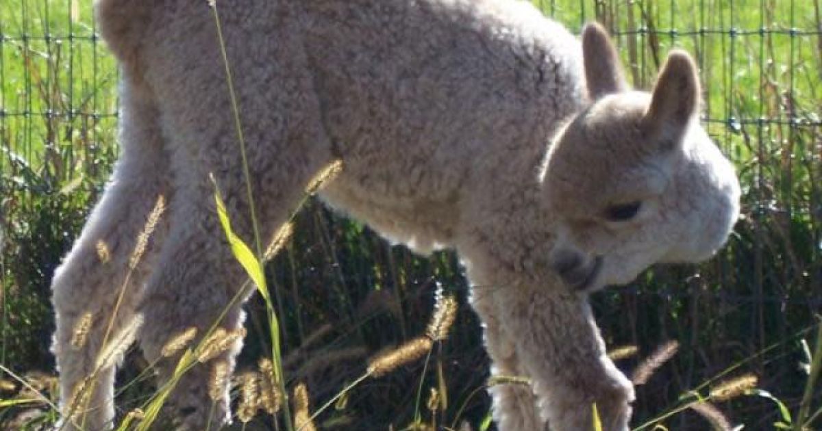 Fossum Family Farm Alpacas | Explore Minnesota