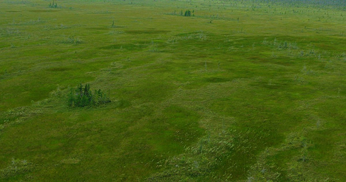 Red Lake Peatland SNA | Explore Minnesota