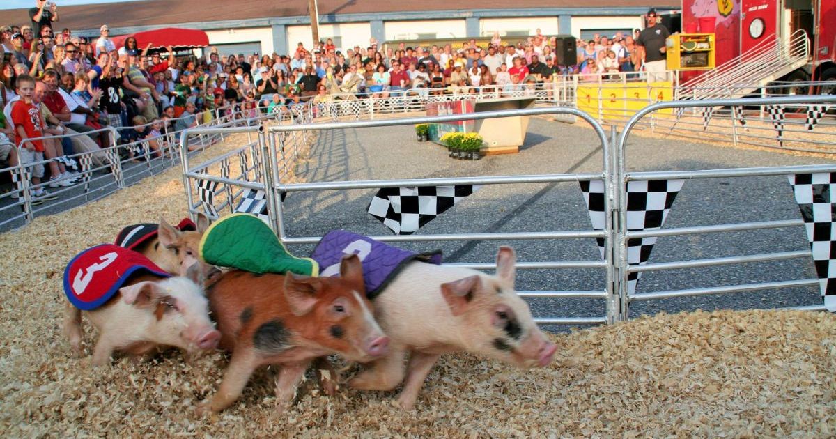 Pig Races in Fairmont | Explore Minnesota
