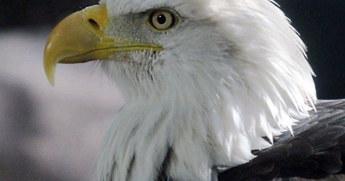 The Raptor Center at the University of Minnesota | Explore Minnesota