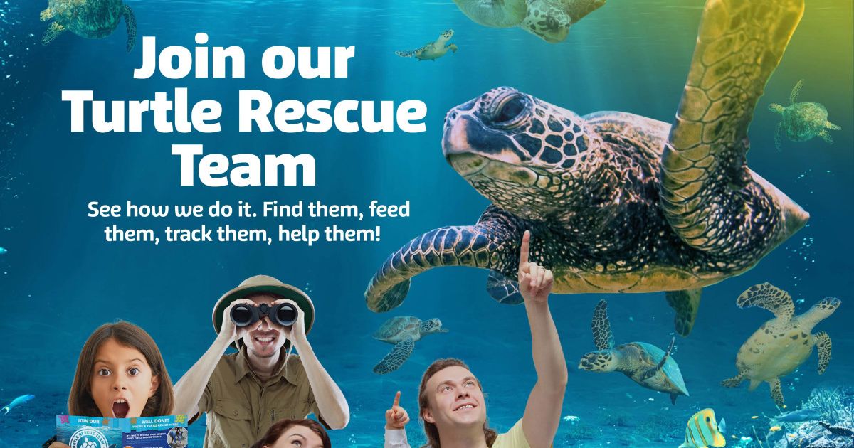 Turtle Rescue Team | Explore Minnesota