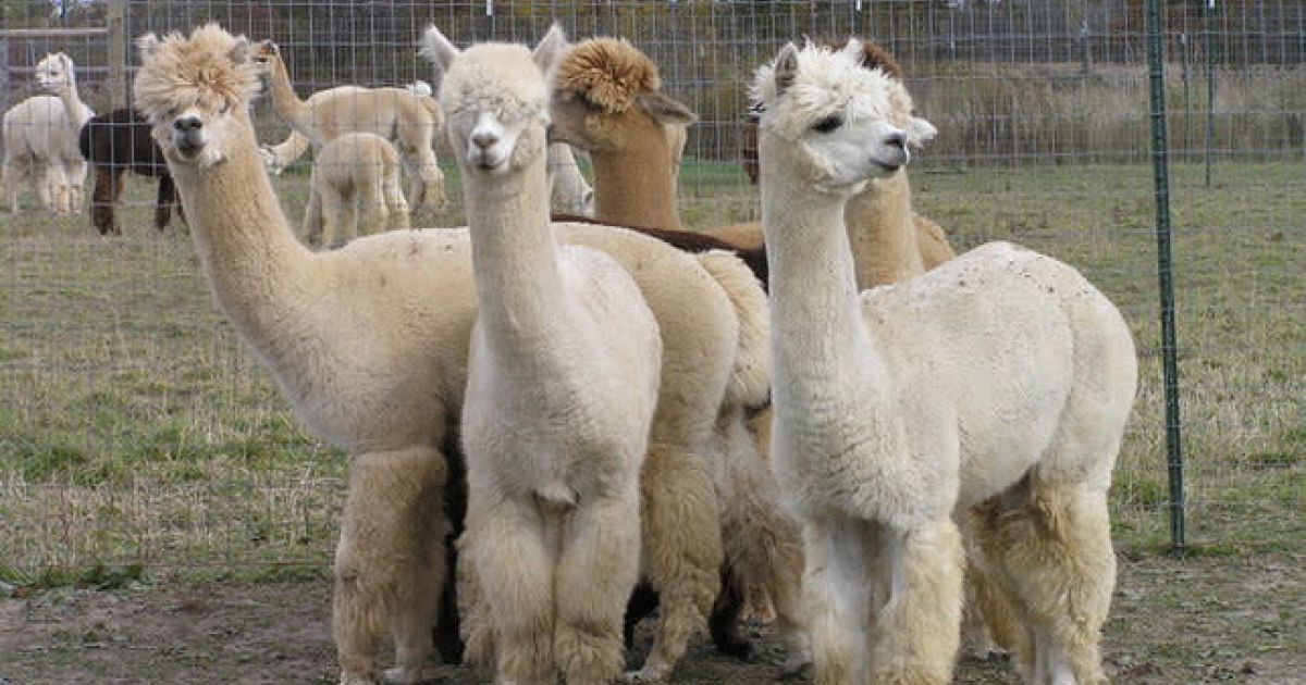 National Llama Show | Explore Minnesota