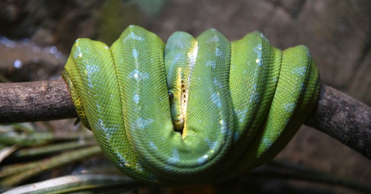 Snake Discovery | Explore Minnesota