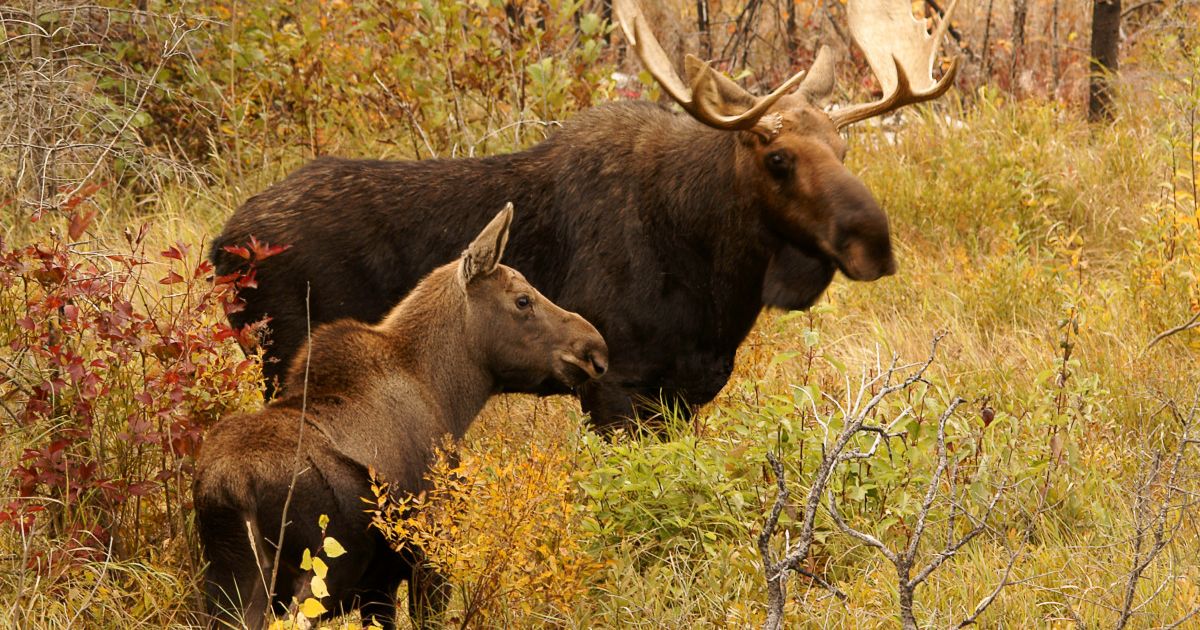 Moose Madness Family Festival | Explore Minnesota