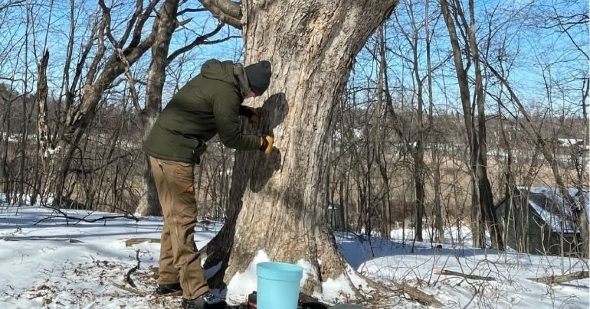 Maple Fest | Explore Minnesota