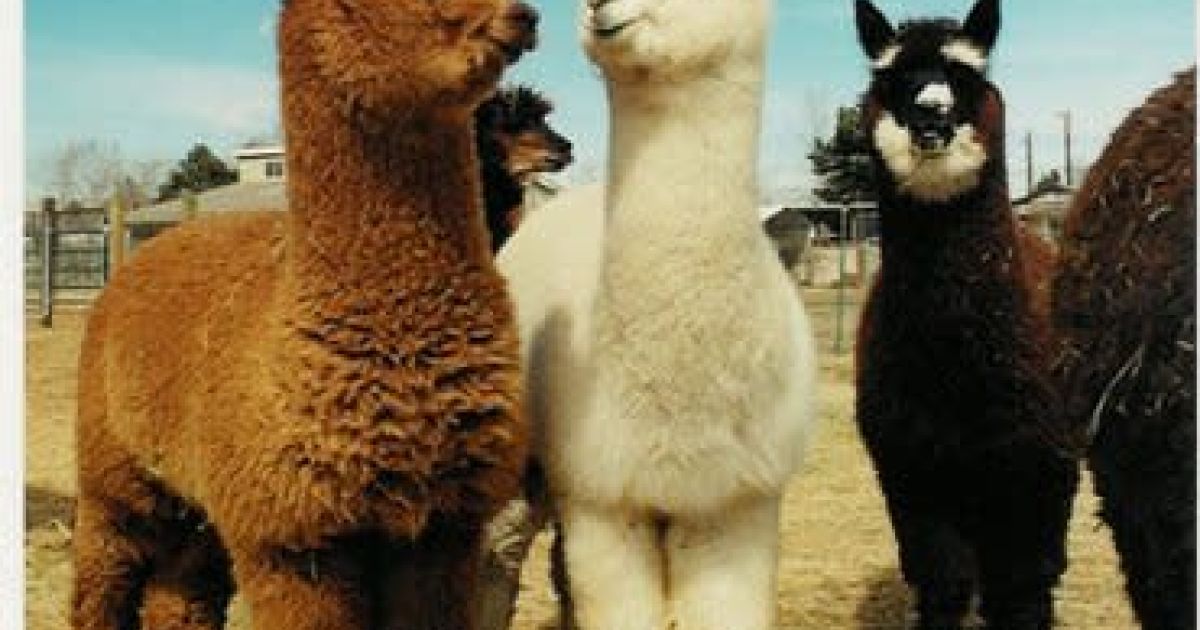 National Llama Show | Explore Minnesota